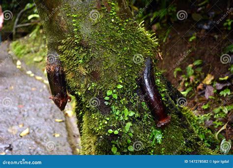 The Root Of A Tree Grown From A Tree Trunk Similar To The Male Sexual Organ In Costa Rica Stock