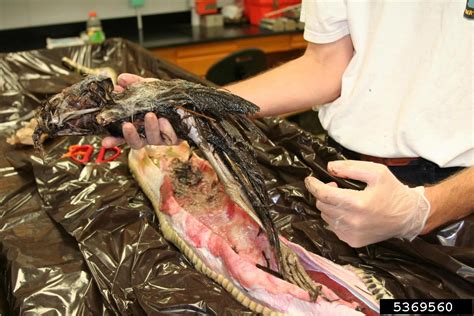 Burmese Python Python Molurus Ssp Bivittatus