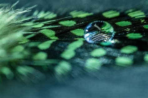 물방울 깃털 자연 Pixabay의 무료 사진 Pixabay