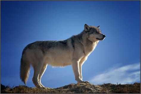 Purasierra El Lobo Historia Toponimia Y Su Previsto Retorno