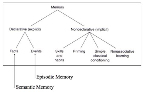 Semantic Memory Knowledge And Categorization Flashcards Quizlet