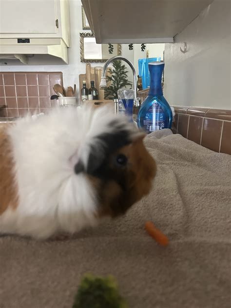 2 Bonded Female Guinea Pigs 3 And 4 Years Old Guinea Pig Finder