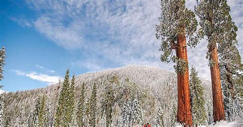 Awesome News From California The Largest Unprotected Old Growth Giant