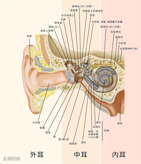 耳朵解剖结构（标注版） 医学插画