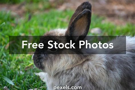 Hopping Spring Photos Download The Best Free Hopping Spring Stock