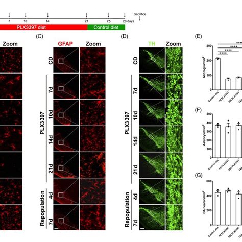 The Effect Of Microglial Elimination And Repopulation With The Specific Download Scientific