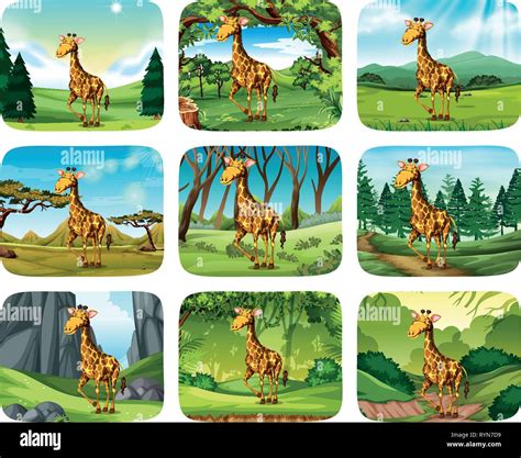 set of giraffe scenes illustration stock vector image and art alamy