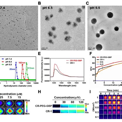 The Evaluation Of Specific Uptake And In Situ Self Assembly Behavior Of