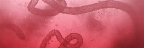 Strategies In The Design And Development Of Non Nucleoside Reverse Transcriptase Inhibitors