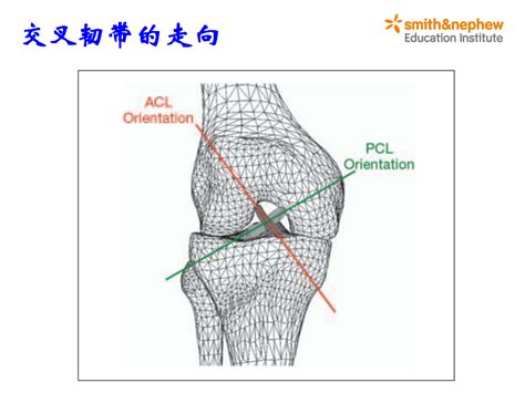 膝关节应用解剖及手术入路，详细解析！ 好医术早读文章 好医术 赋能医生守护生命