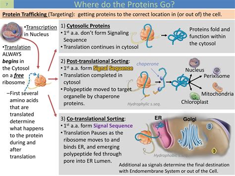 Ppt Protein Sorting Powerpoint Presentation Free Download Id 847737