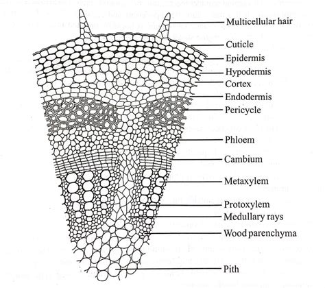 Internal Structure Of Dicot Stem Bioquestonline