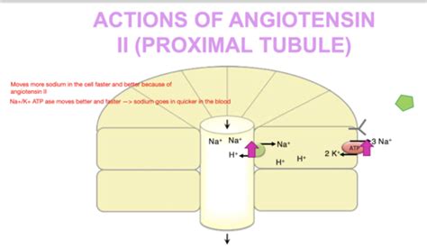 Physiology Renal Lecture 6 Flashcards Quizlet