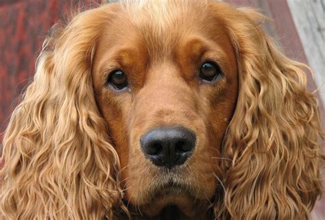 Собаки с длинными ушами породы охотничьи английские как называется