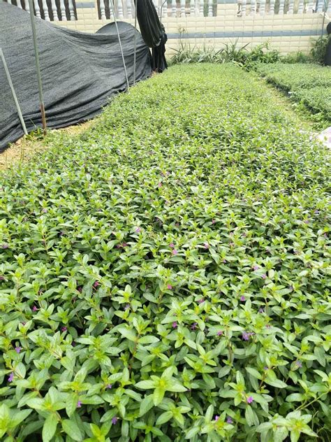 贵州满天星七星椒第8页大山谷图库