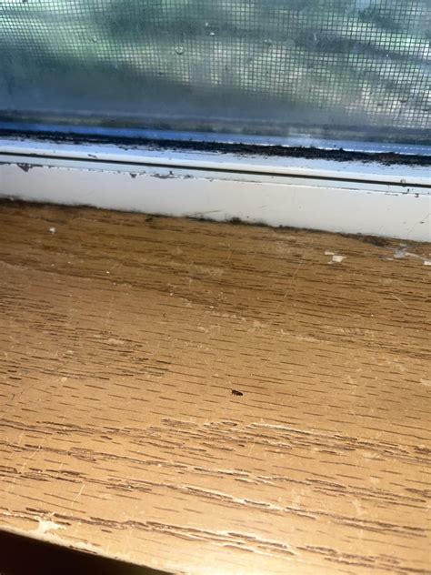 Small Black Brown Jumping Bug With Wings R Whatsthisbug