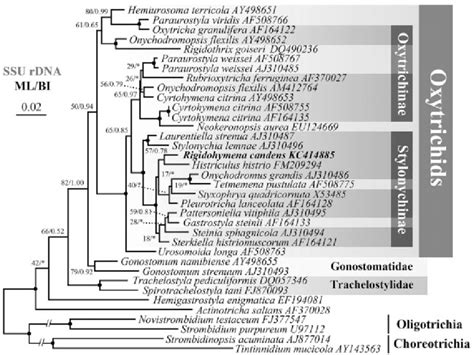 Consensus Tree Based On Ml And Bi Analyses Of Ssu Rdna Sequence Data