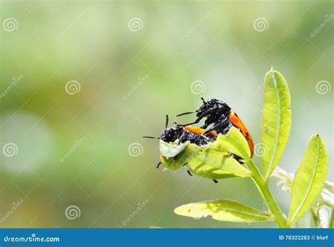 Lovers Bugs Stock Image Image Of Life Reproduction 70322283