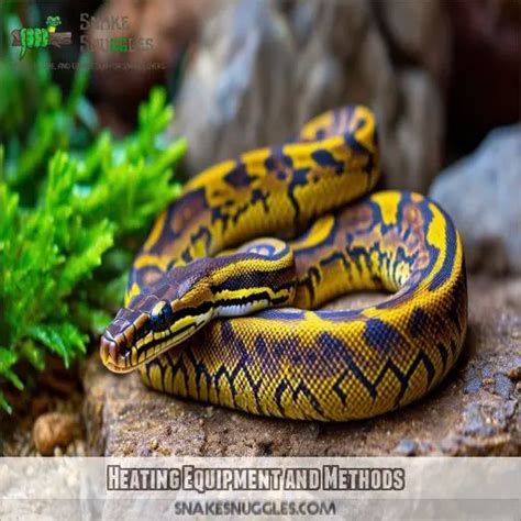 Ball Python Temperature Humidity Lighting Guide Master Ideal Habitat Setup
