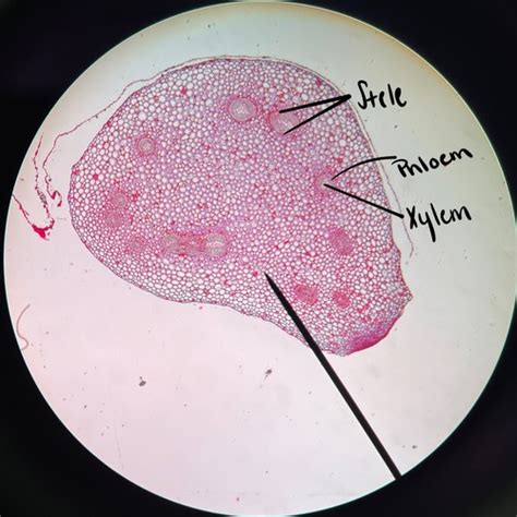 Seedless Vasc Plants Euphyllophyta Phylum Monilophyta Flashcards