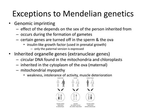 PPT Inheritance Patterns PowerPoint Presentation Free Download ID