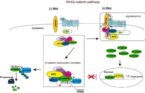 Wnt β Catenin Signaling Pathway The Left Side Shows Signaling In The
