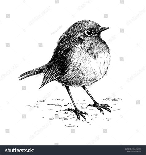 Robin Bird Drawing
