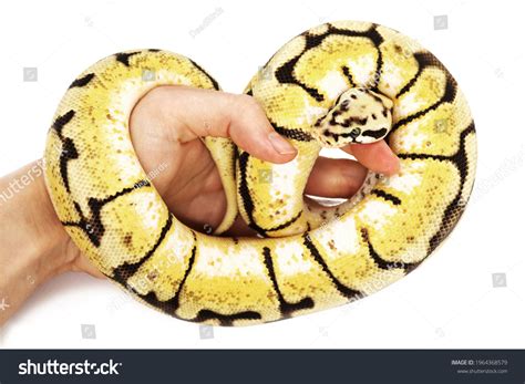 Bumble Bee Ball Python