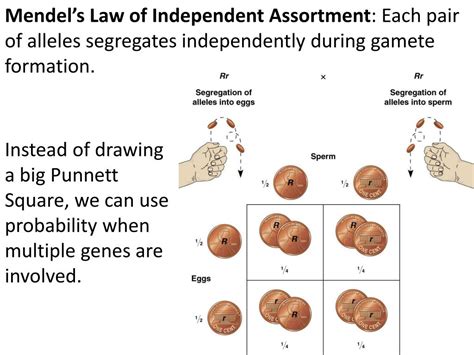 ppt mendel s particulate theory of heredity powerpoint presentation