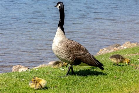 거위 새끼 기러기 젊은 아기 Pixabay의 무료 사진