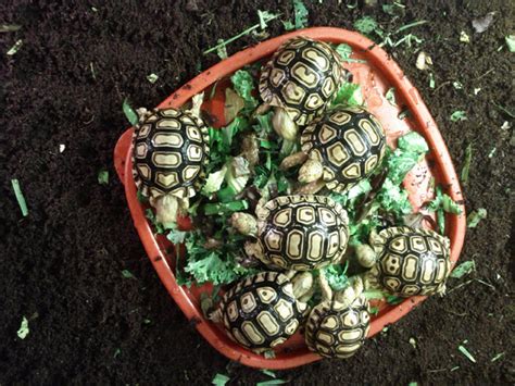 Leopard Tortoise Hatchling Tip Leopard Tortoises Leopard Tortoise Hatchling Tip Leopard Tortoises