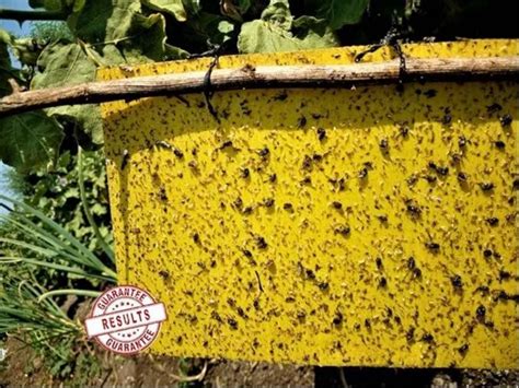 Yellow Sticky Trap At ₹ 335 Piece Pilerne Nerul Id 2854169864562