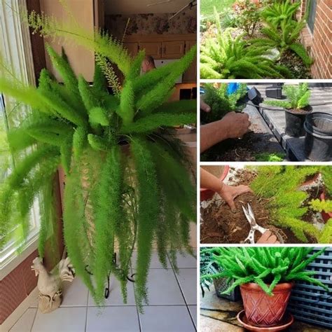 How To Care For A Foxtail Fern Outside