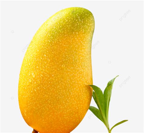 망고 과일 망고 과일 열매 Png 일러스트 및 이미지 에 대한 무료 다운로드 Pngtree