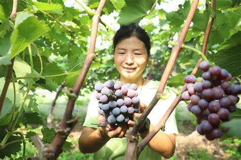 点绿成金 助农增收 淮北文明网