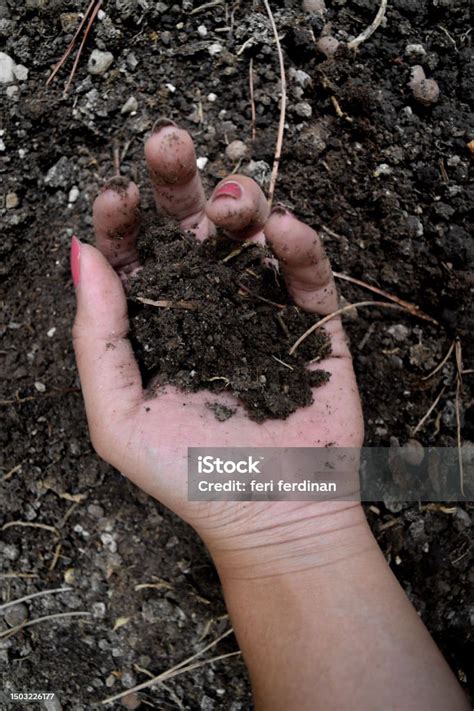 농사를 짓거나 농작물을 심기 위해 손으로 흙을 퍼내는 여성의 손 개념에 대한 스톡 사진 및 기타 이미지 개념 건강한 생활방식 건강한 식생활 Istock