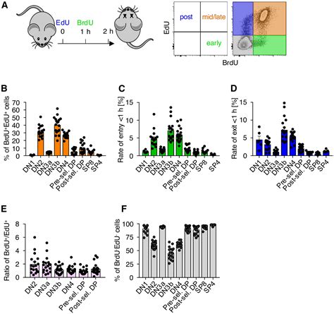 High Resolution Mapping Of Cell Cycle Dynamics During Steady State T