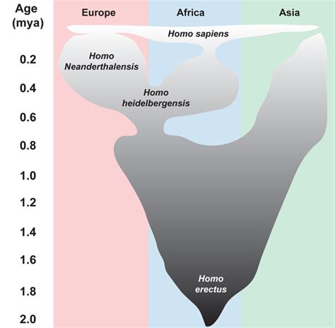 Macroevolution Examples From The Primate World Learn Science At Scitable