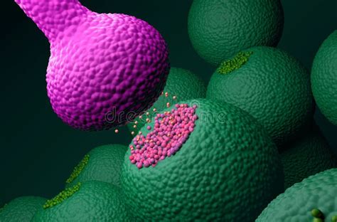 postsynaptic neuron receptors receive emitted neurotransmitters from