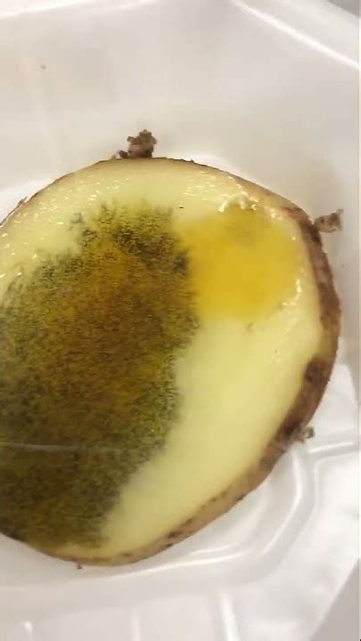 감자의 아이오딘 아이오딘화 칼륨 반응 Youtube