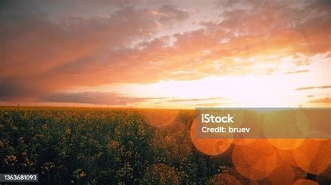 카놀라 노란 꽃과 일몰 흐린 하늘의 꽃 밝은 극적인 다채로운 일몰 새벽 식물 위 유채 유전 목초지 잔디 풍경 타임 랩스 타임랩스 타임랩스 4k 0명에 대한 스톡 사진 및
