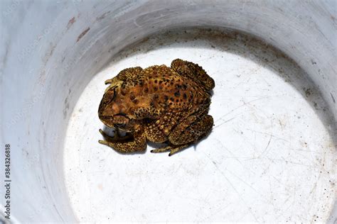 Yellow Poison Toad