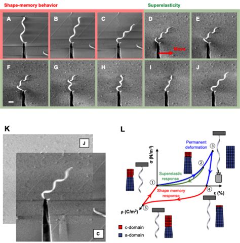 fig s3 maintaining superelasticity after showing shape memory
