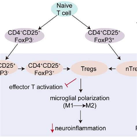 The Origin And Function Of Treg Cells Cd4 Cd25 Foxp3 Tregs