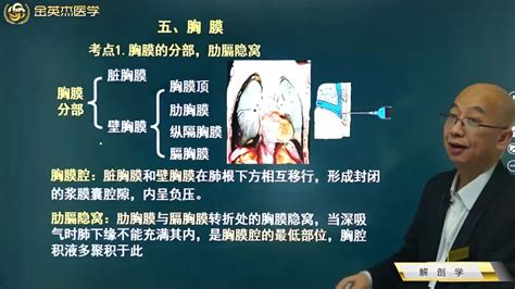 呼吸系统05胸膜分部胸膜腔肋膈隐窝特点肺胸膜下界体表投影 健康养生 健康常识 好看视频