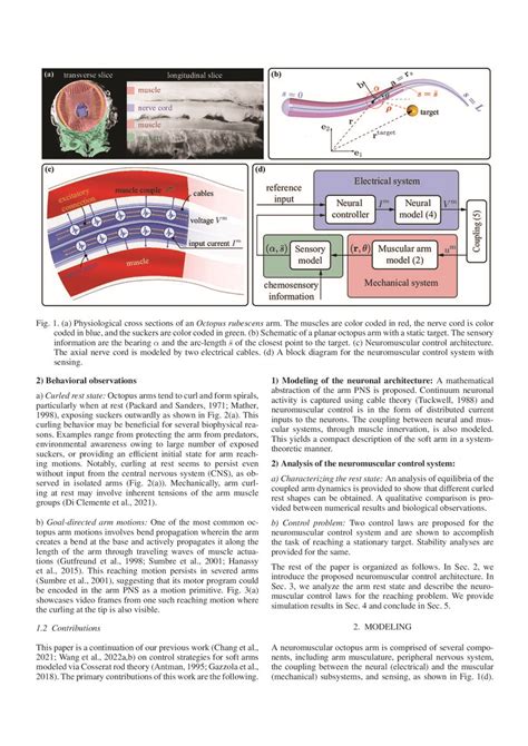 Modeling The Neuromuscular Control System Of An Octopus Arm Deepai
