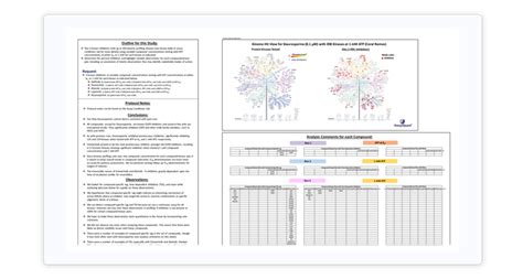 Activity Based Kinase Selectivity And Profiling Services Assayquant