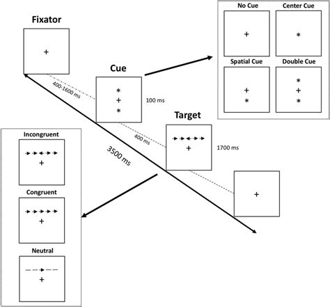 attention network task experimental paradigm download scientific diagram
