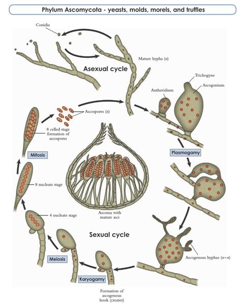 Conidia Ascomycota