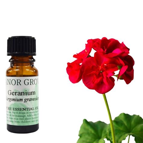 Geranium Essential Oil Manor Grove Oils